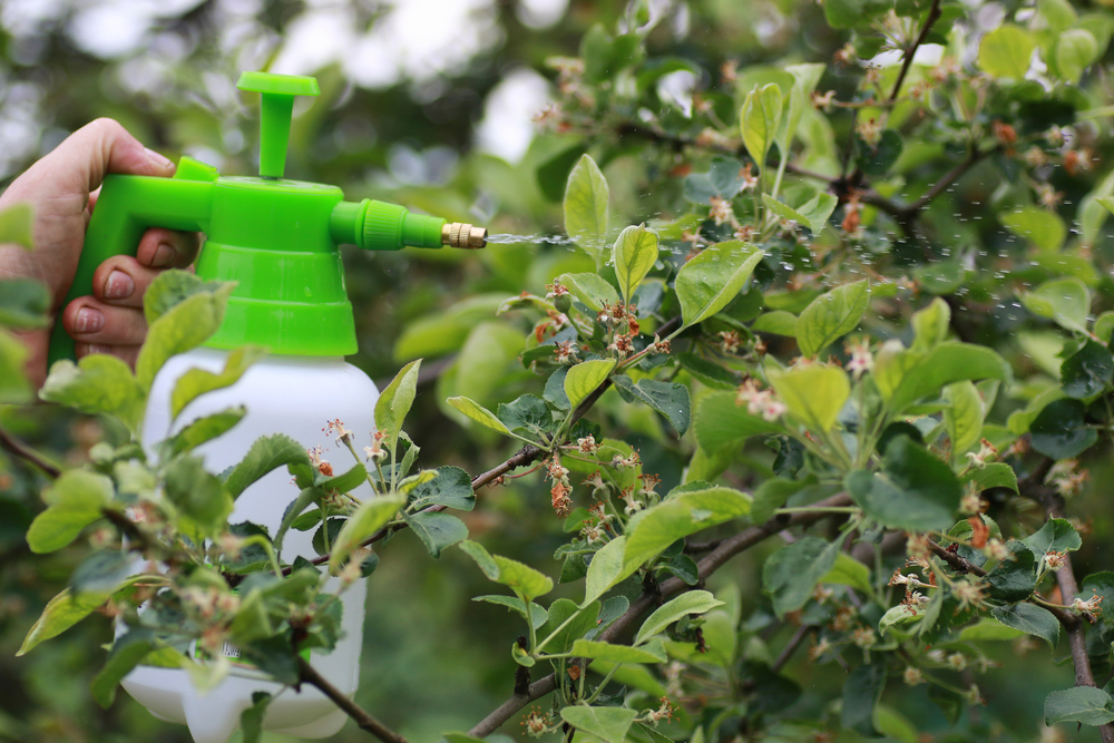Insecticide bio pour le jardin et potager, faire simple et naturel