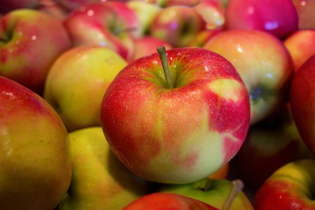 Effectuer une bonne récolte et conservation des pommes
