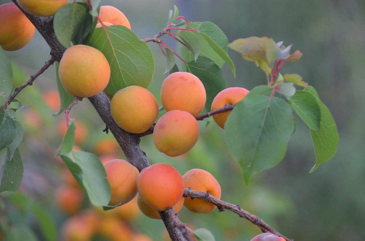 Culture de l'abricotier où comment cultiver l'abricot au jardin bio