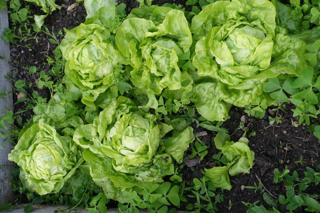 La laitue au potager, ses vertus et les différentes variétés