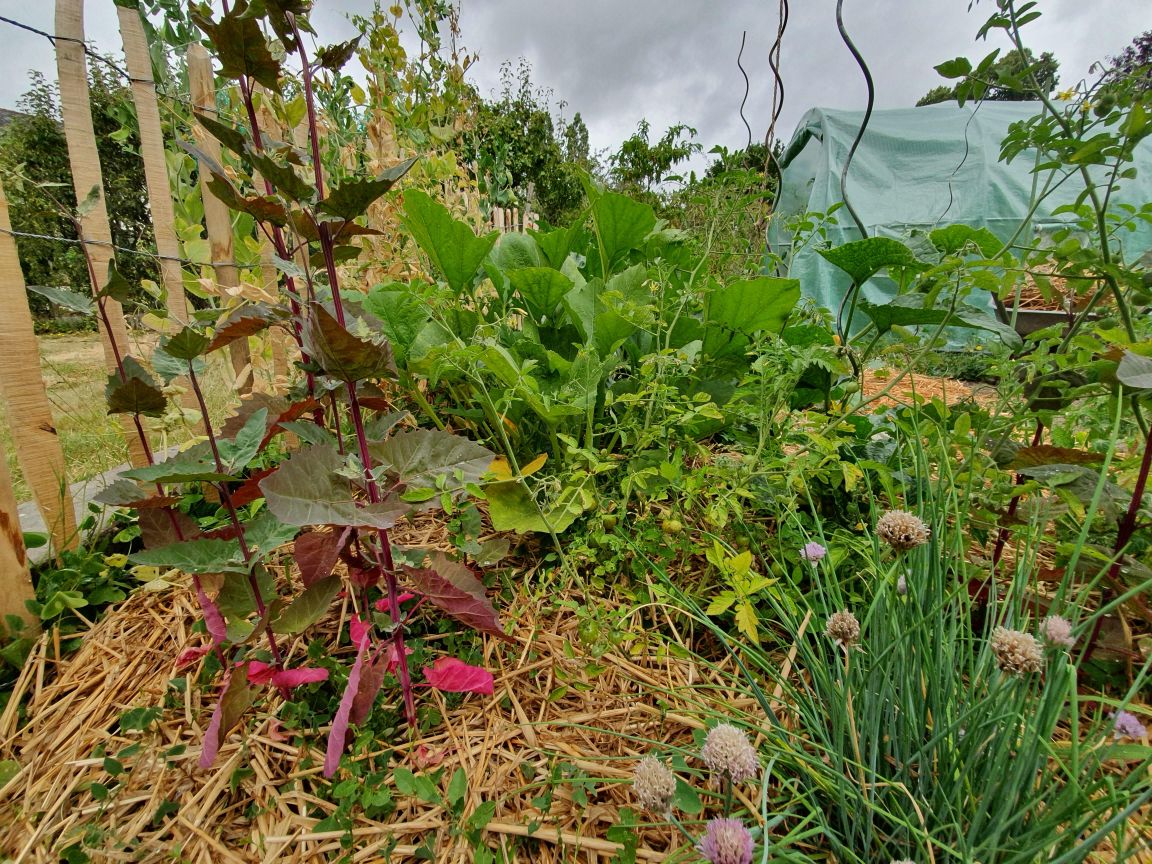 Potager en Permaculture : 3 astuces pour se faciliter la vie