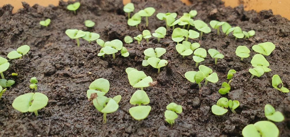 La culture du basilic ou comment cultiver cette délicieuse aromâtique