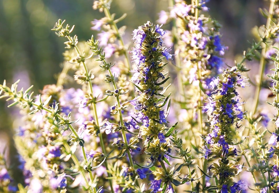 L’hysope officinale : une plante aromatique trop peu connue