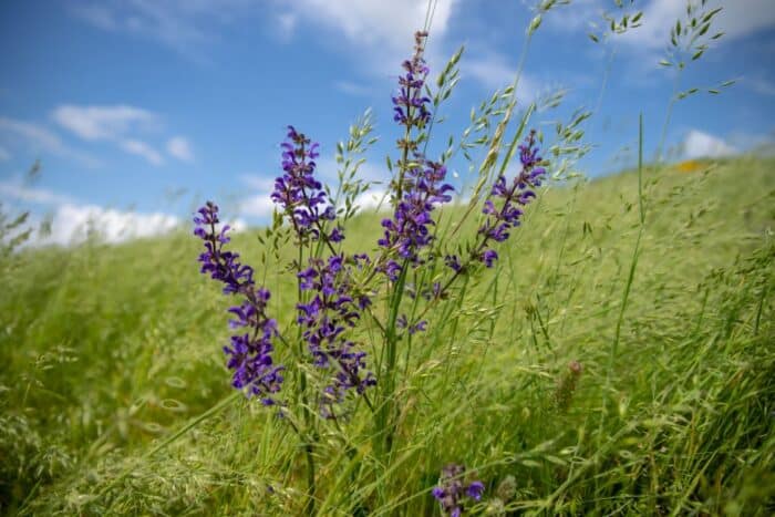 Sauge officinale, sauge blanche ou sauge des prés