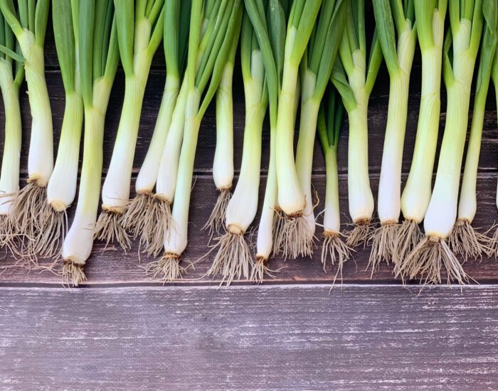 Cébette, ciboule ou oignon vert | Le Potiblog